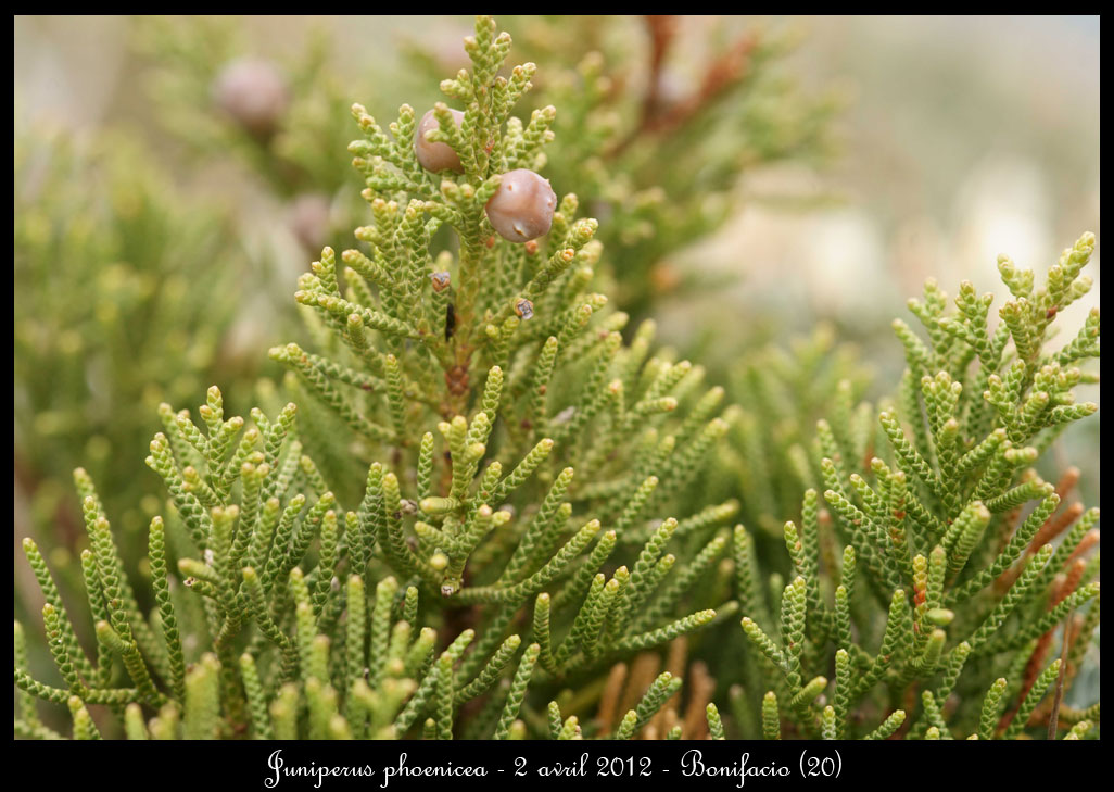 Juniperus phoenicea